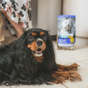 S7 Nutram Small Breed Adult - Nutram